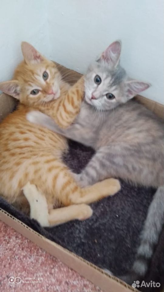Котята (девочка и мальчик)