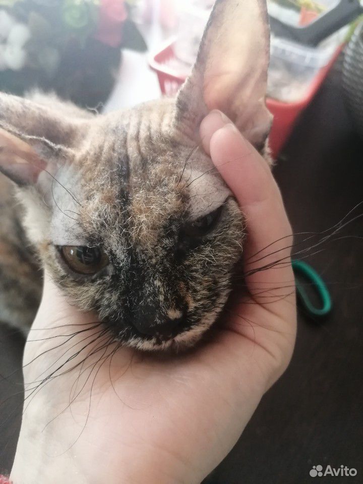 Кошка сфинкс