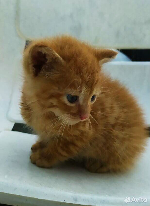 Рыжее солнце в добрые ручки