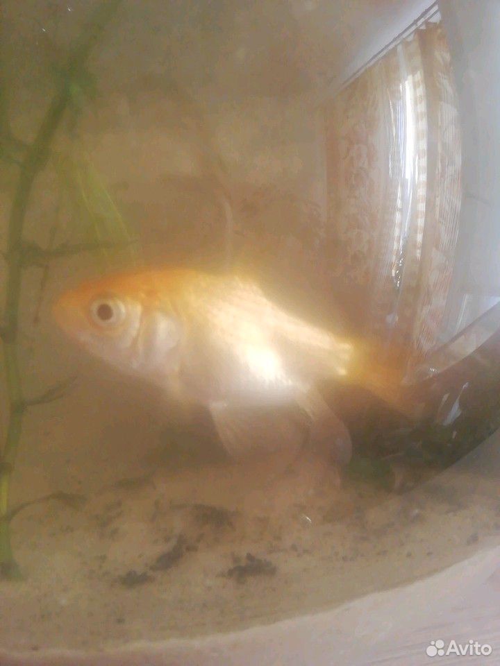 Золотые рыбки