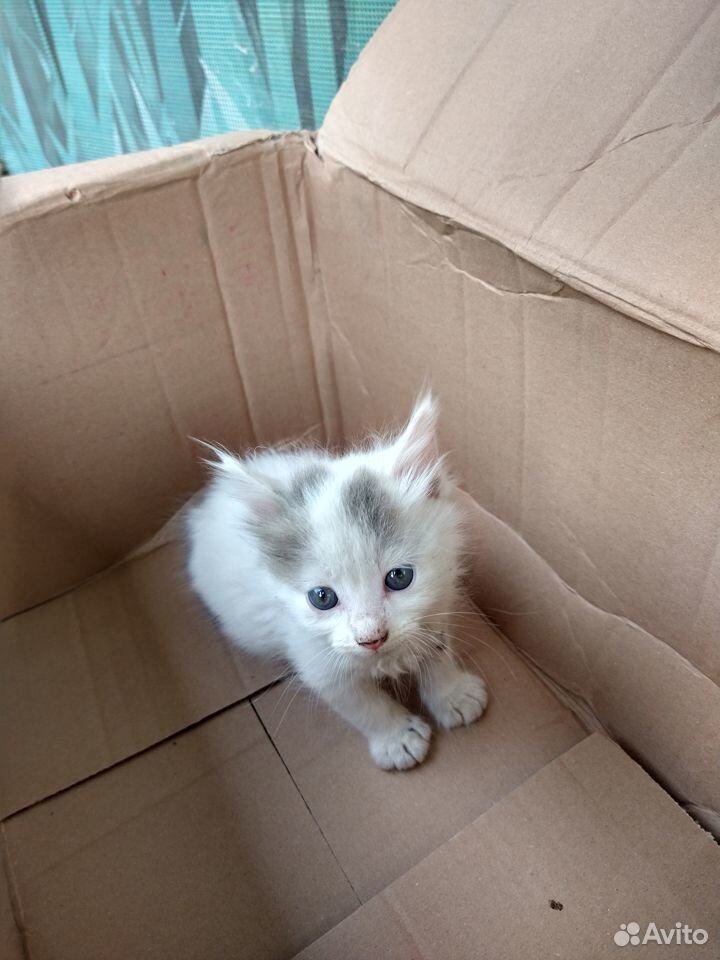 Котёнок в добрые руки