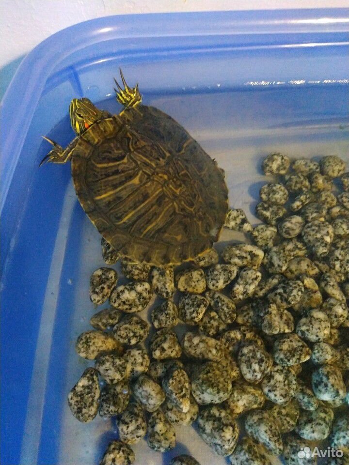 Черепашку в добрые руки