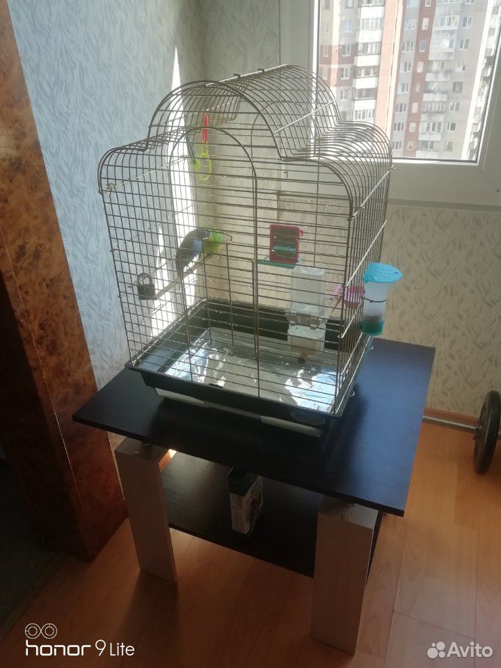 Папугаи пара