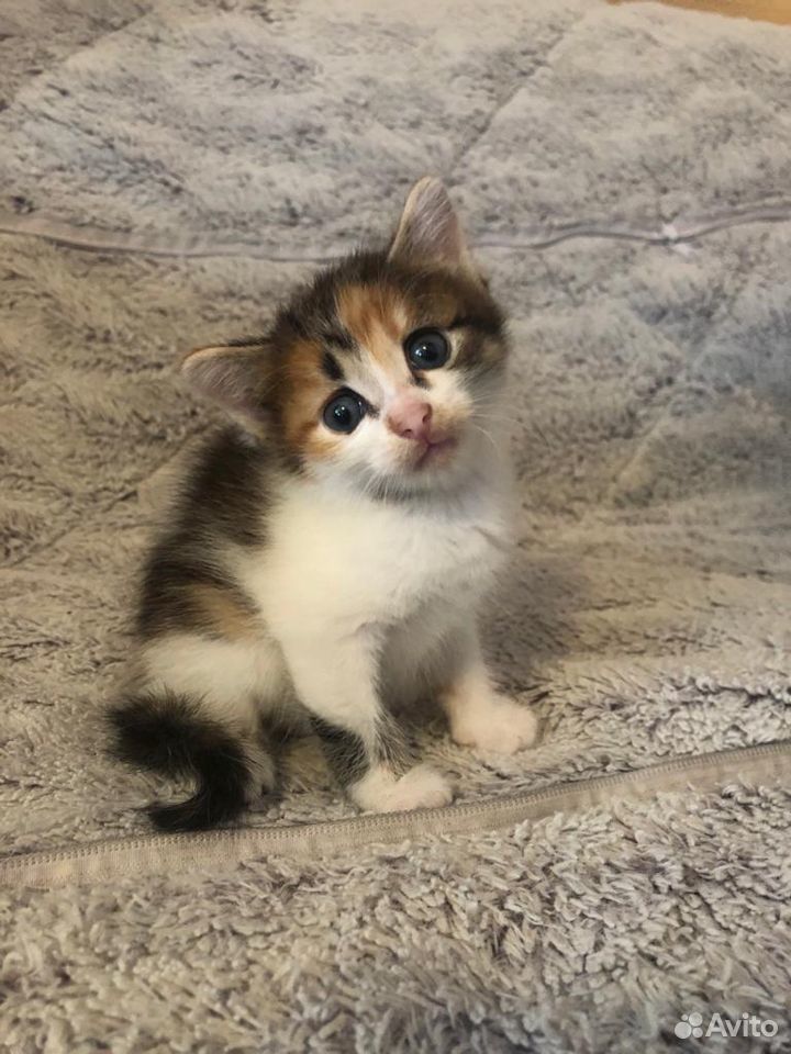 Котенок