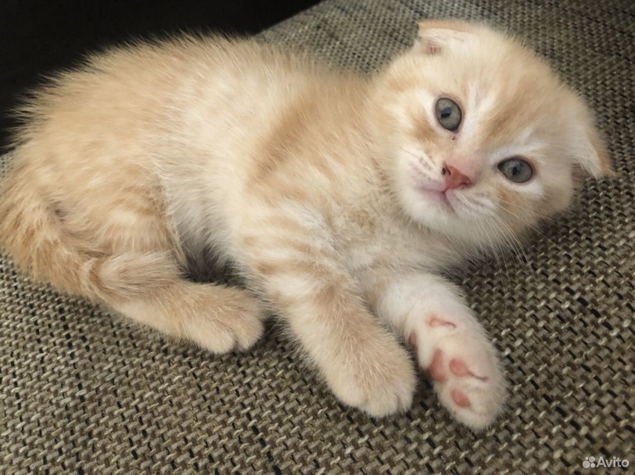 Породистый котёнок