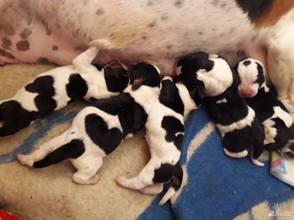 Щенки бассет хаунда