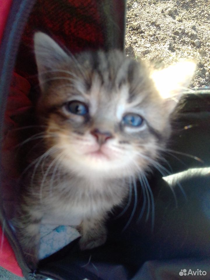 Котята