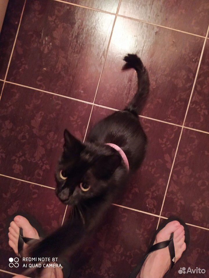 Кошка черная