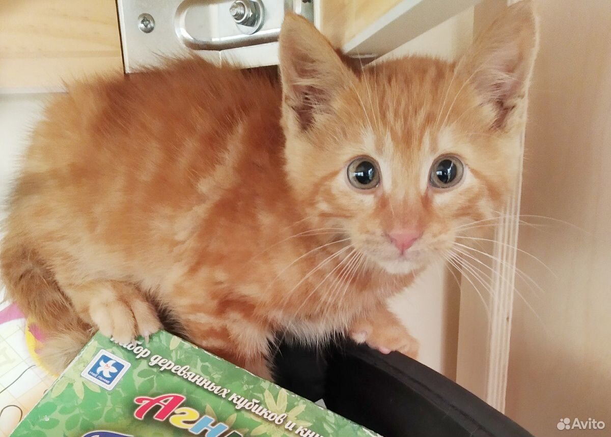 Котёнок Лис