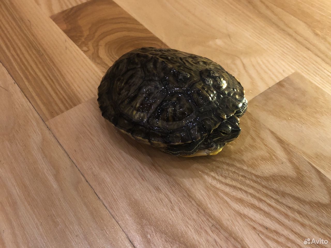 Черепашка красноухая отдам бесплатно