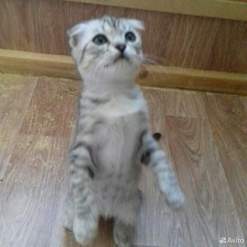 Вислоухие и прямоухие котята