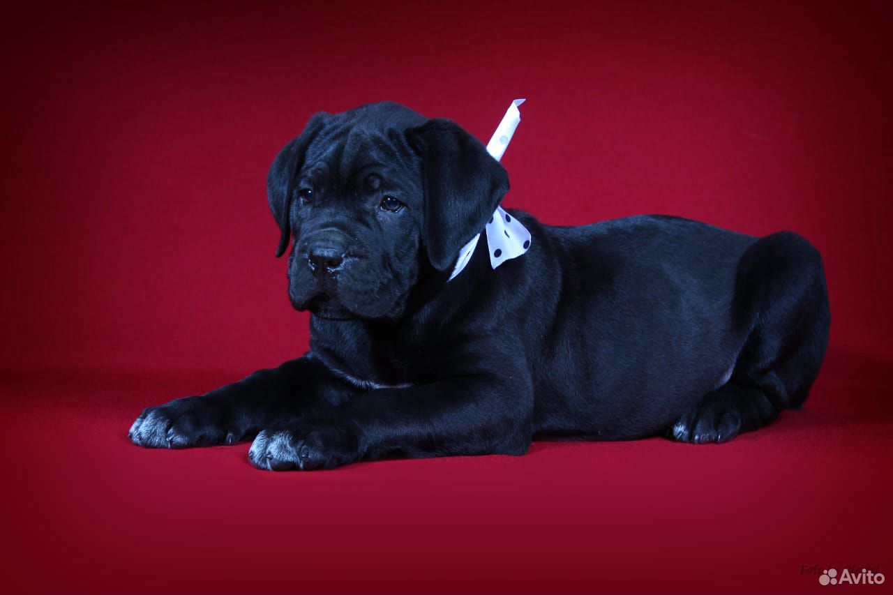 Красавчик Кане Корсо