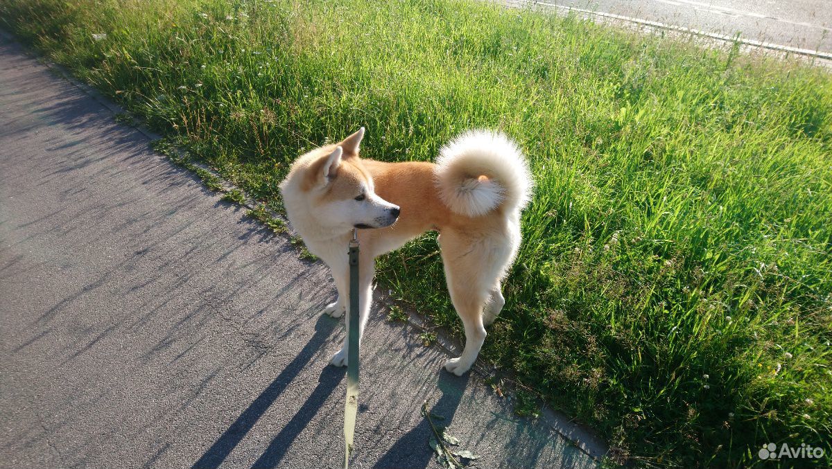 Собака
