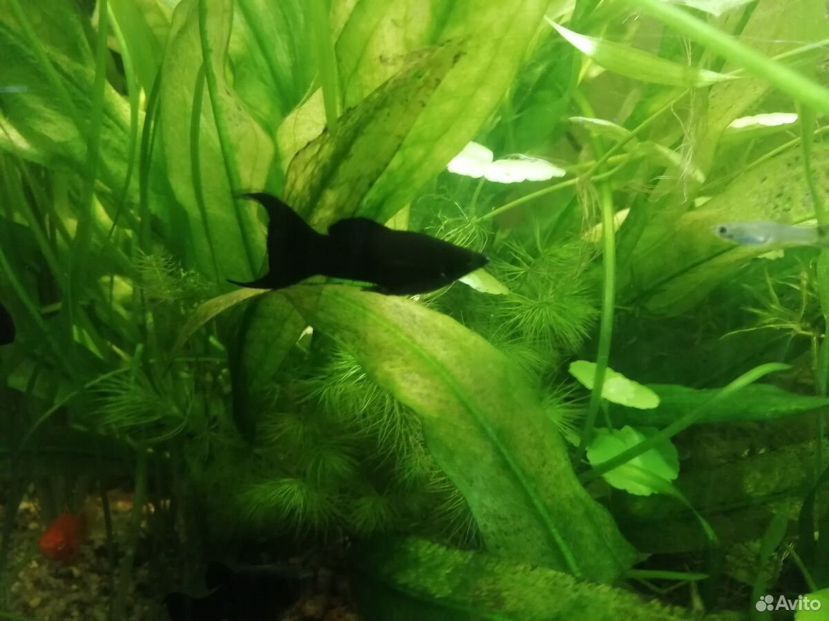 Моллинезии черные