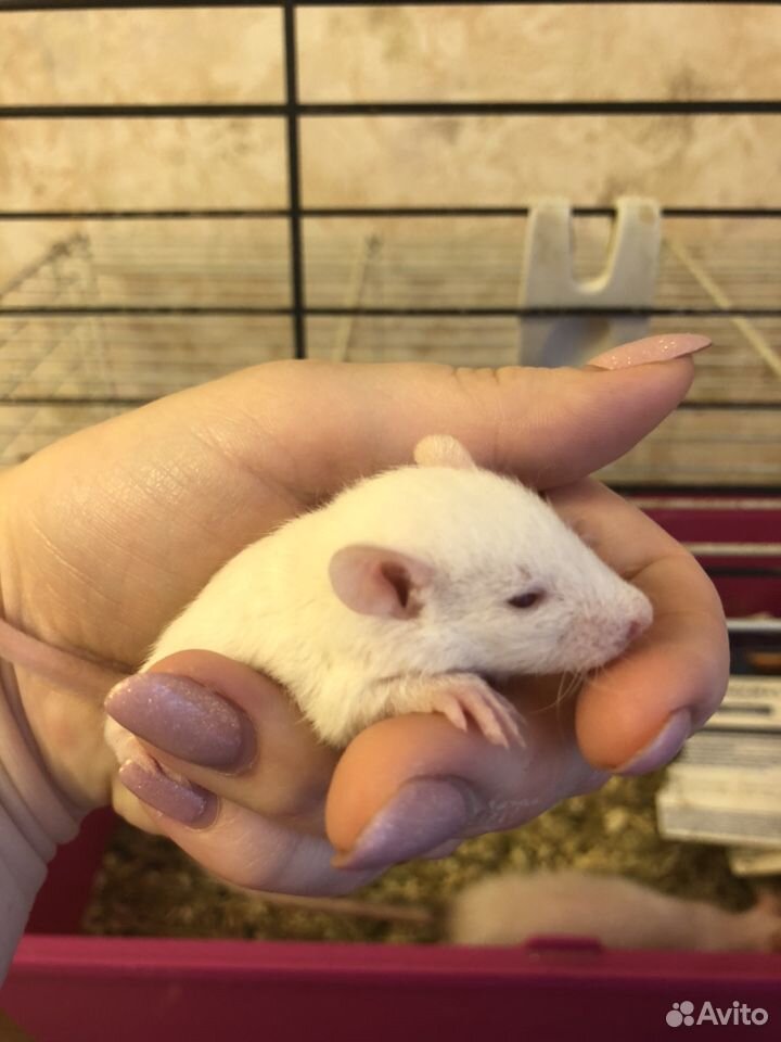 Крысята декоративные (альбиносы)