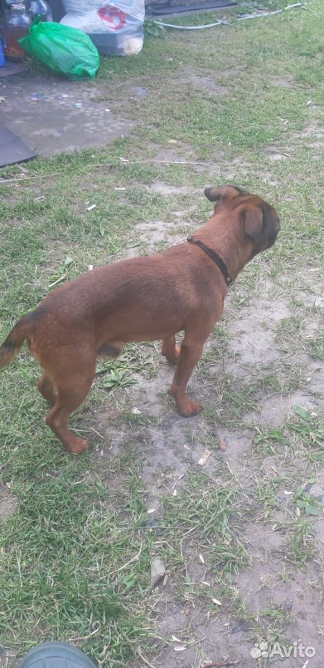 Ищем невесту Вязка (Пти-барбансон)