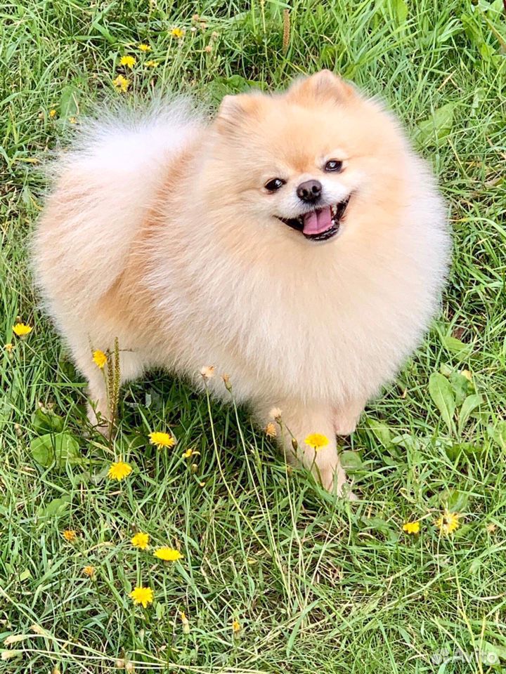 Померанский шпиц