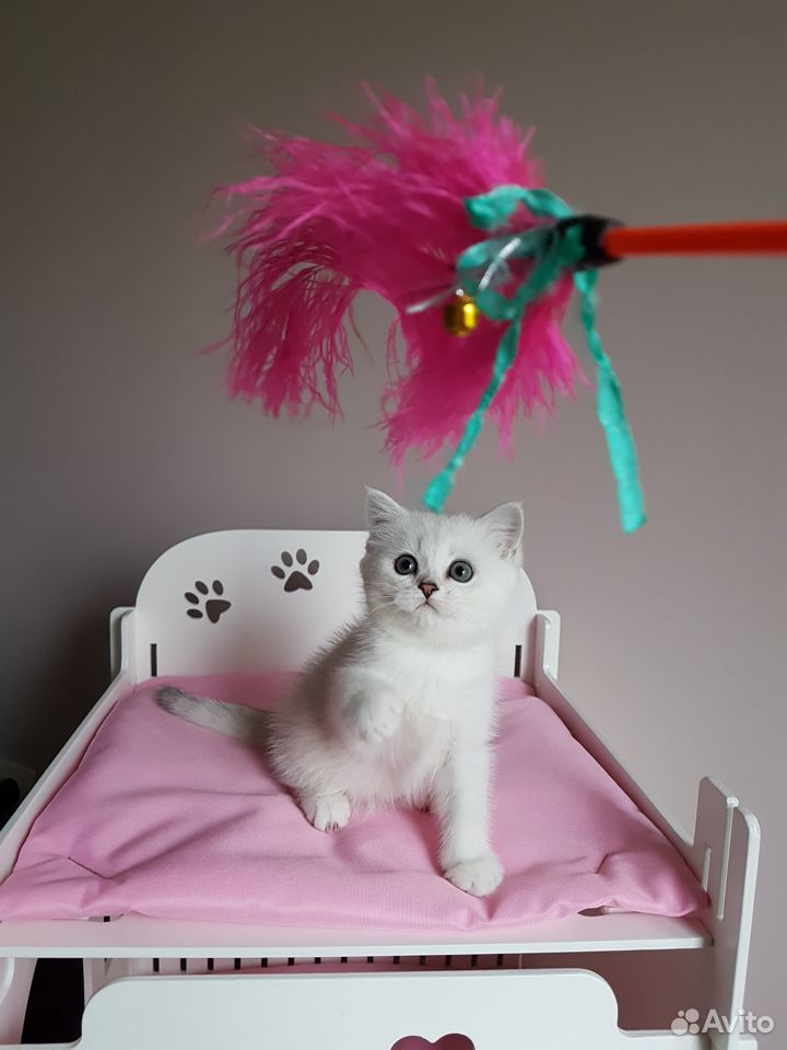 Котенок-ласкуша