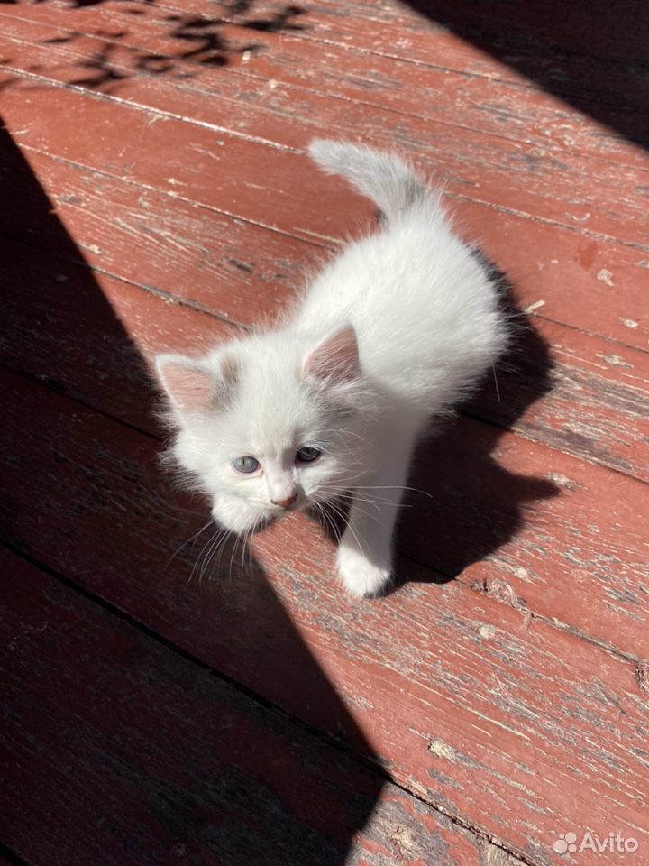 Кошечка