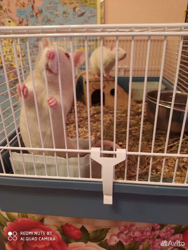 Белые крысы