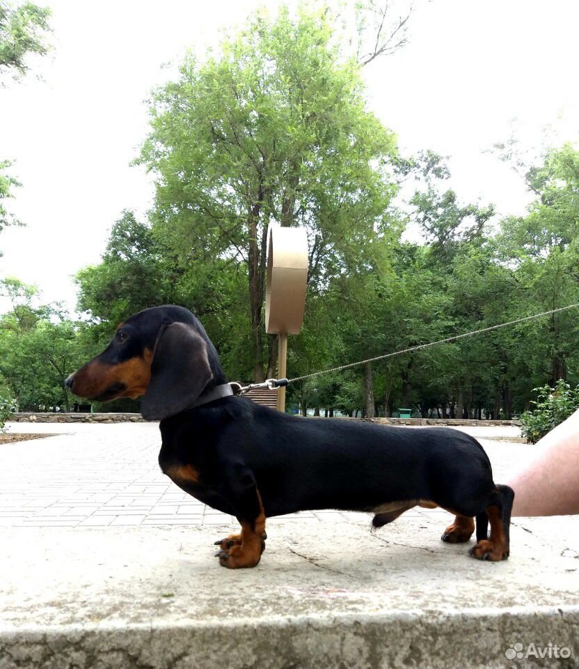 Мини таксёнок. Питомник