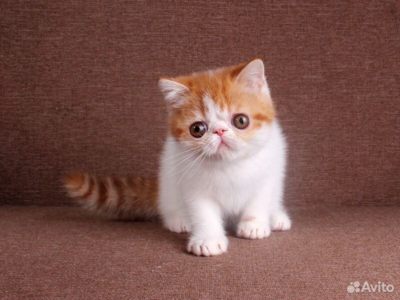 Мальчик экзотик