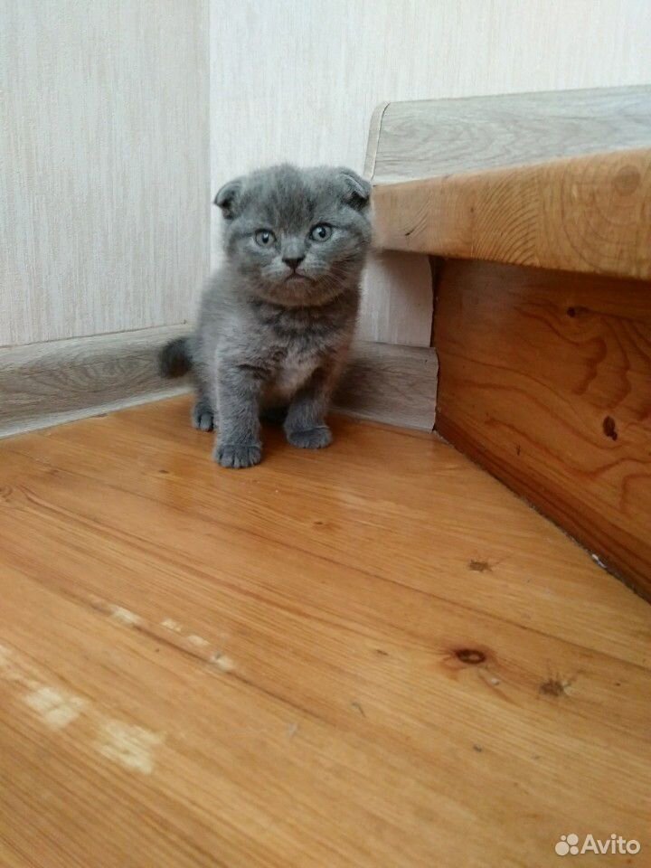 Британские поюшки