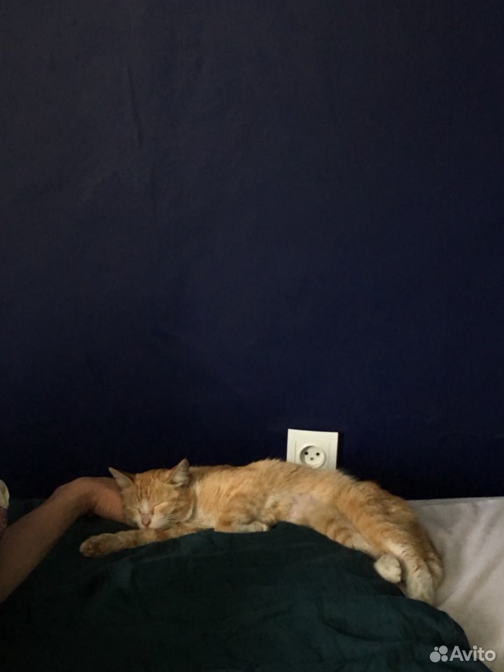 Кошка в добрые руки