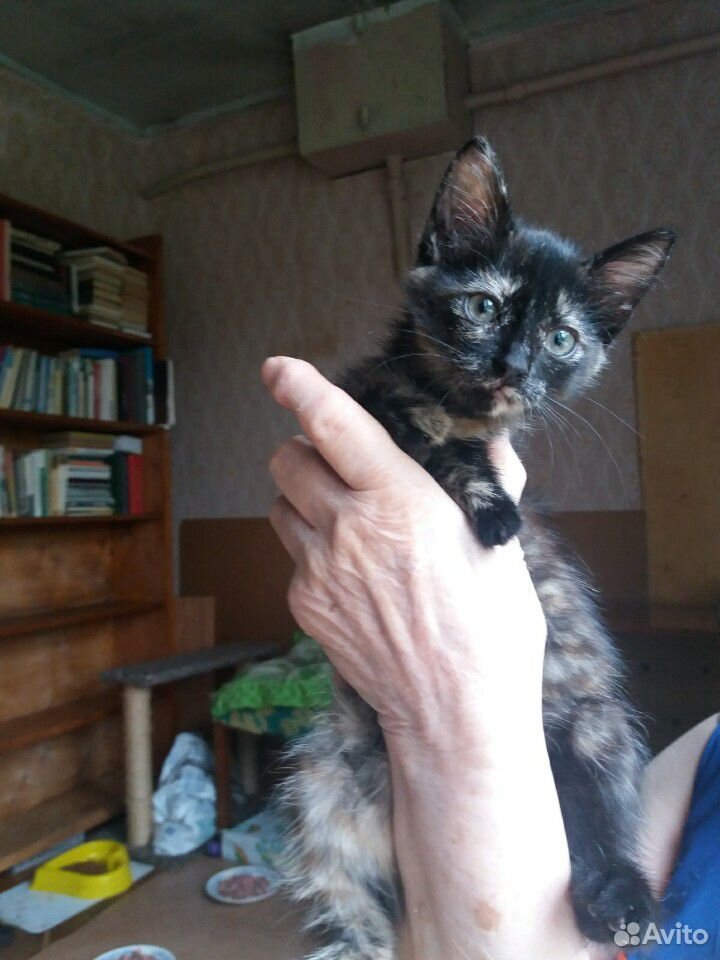Котёнок