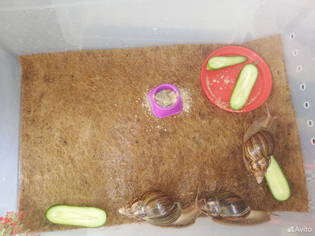 Улитки Ахатина + контейнер, аксессуары