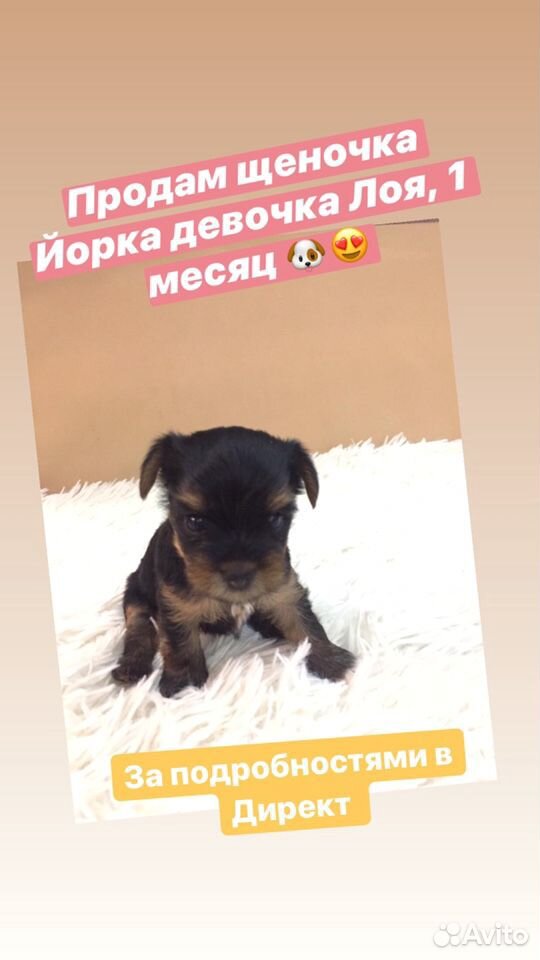 Щеночек Йорка девочка Лоя