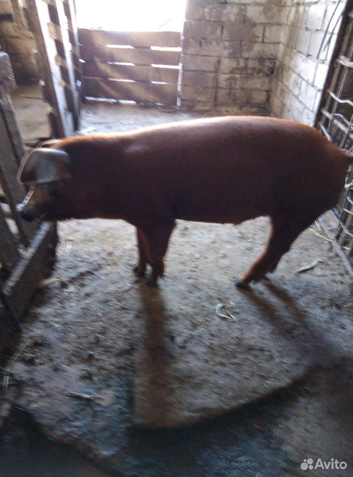 Хрячок дюрок