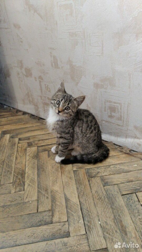 Котёнок