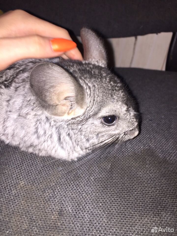 Шиншилла