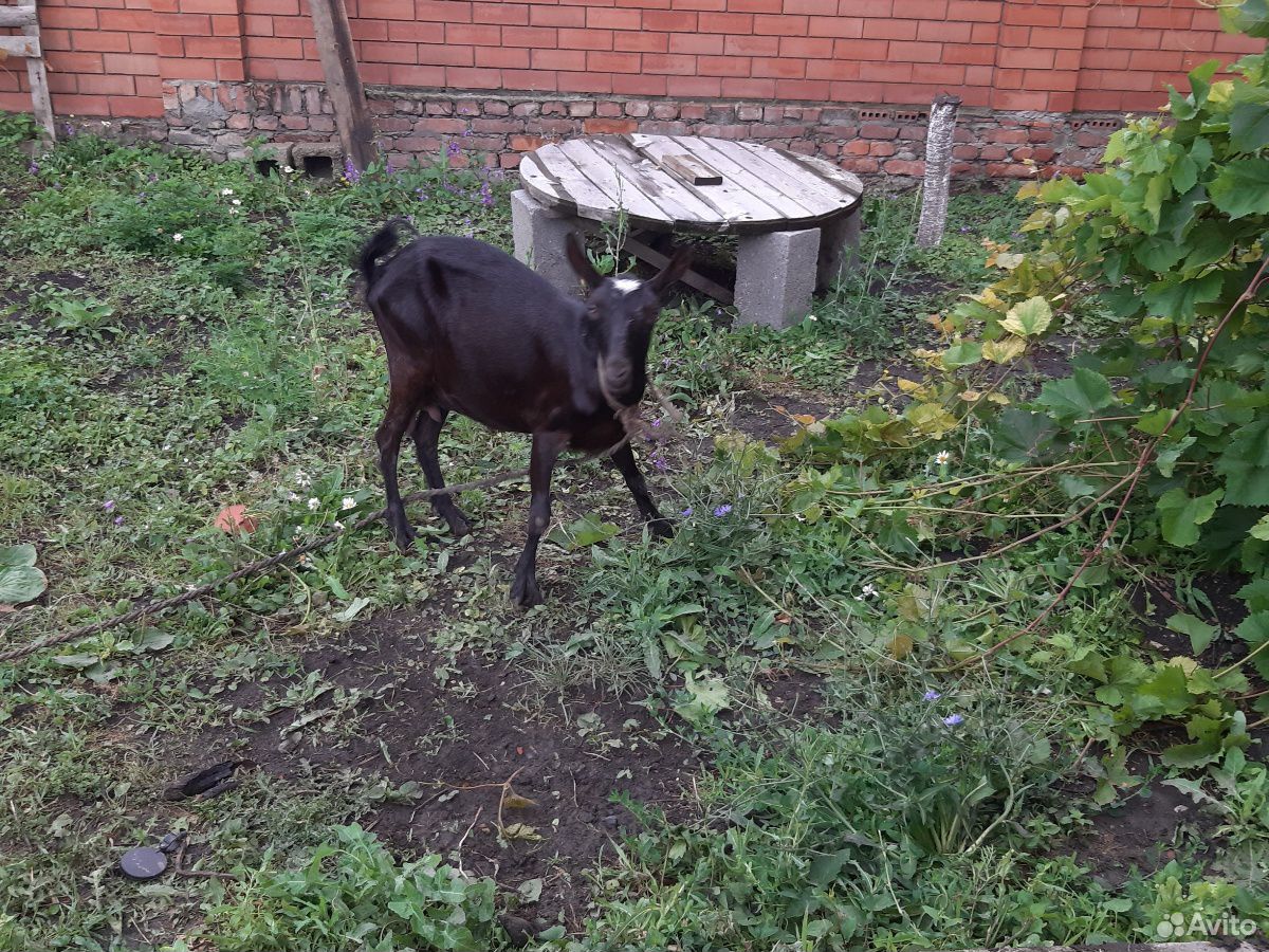 Коза зааненская