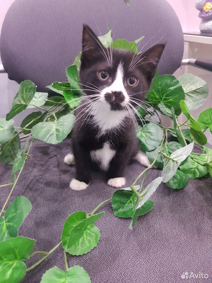 Котик- толстенький животик