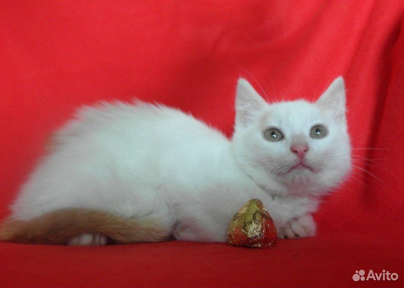 Бело-рыжий Скай 2+ месяца