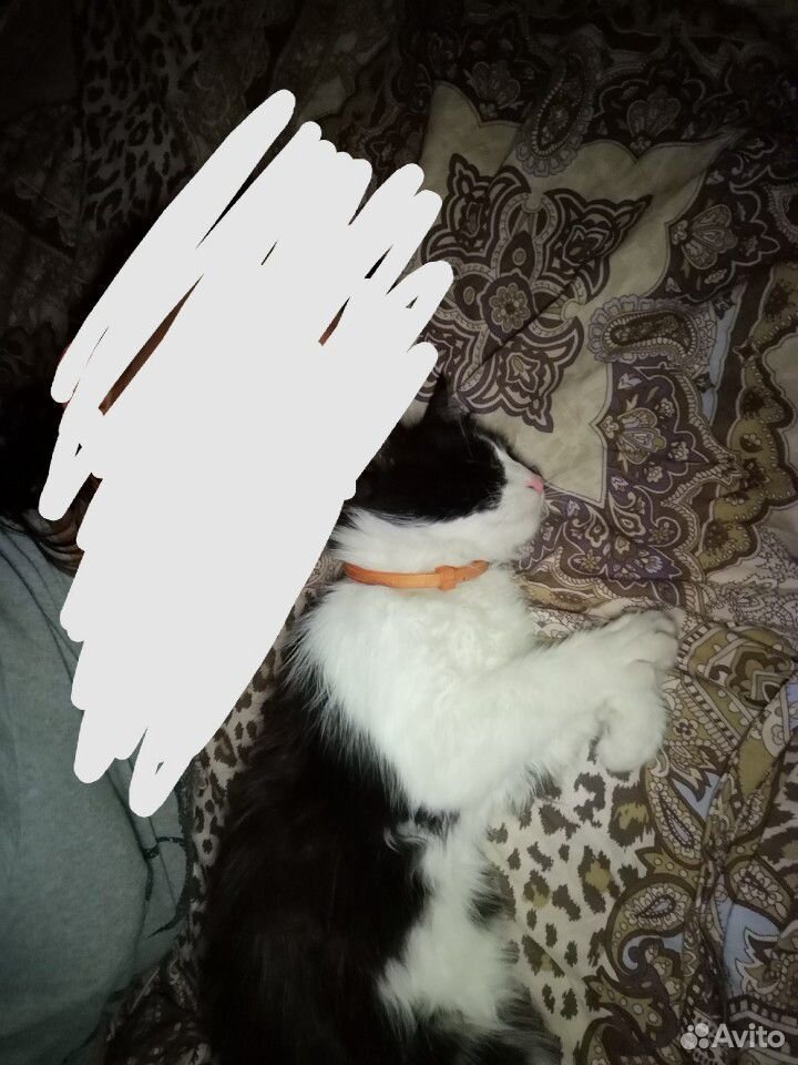 Кот Оскар