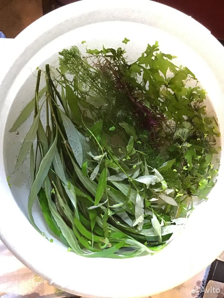 Прополка аквариумных растений