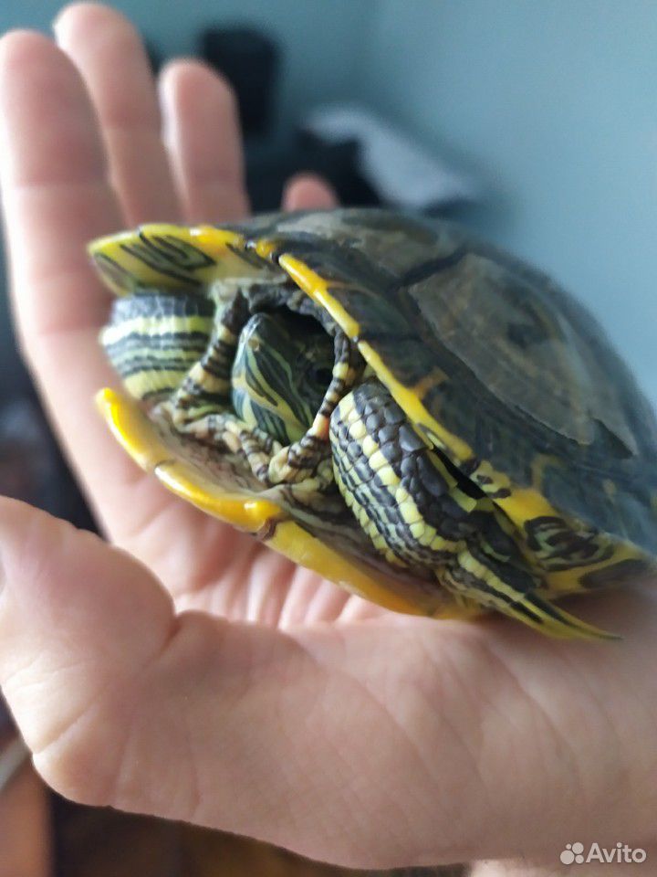 Черепаха красноухая