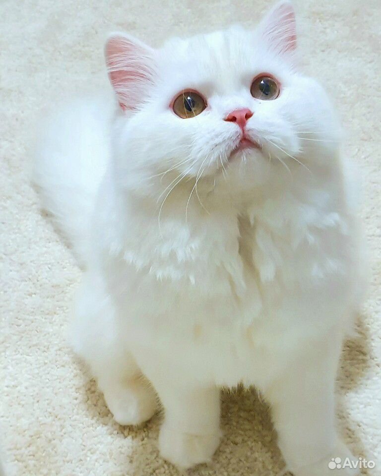 Шотландская прямоухая длинношерстная