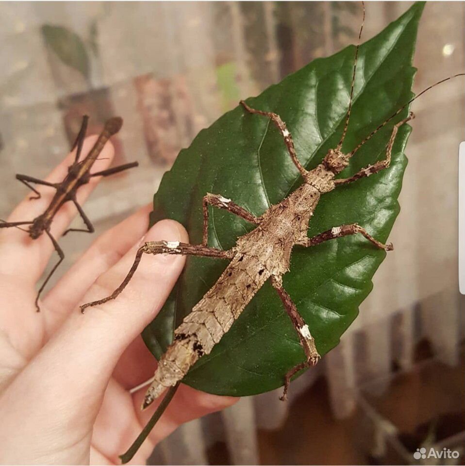 Палочники филиппинские неожиданные