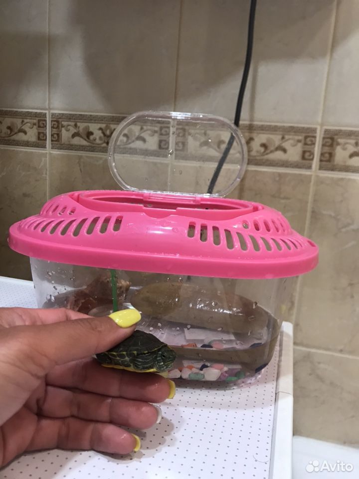 Красноухая черепашка с домиком