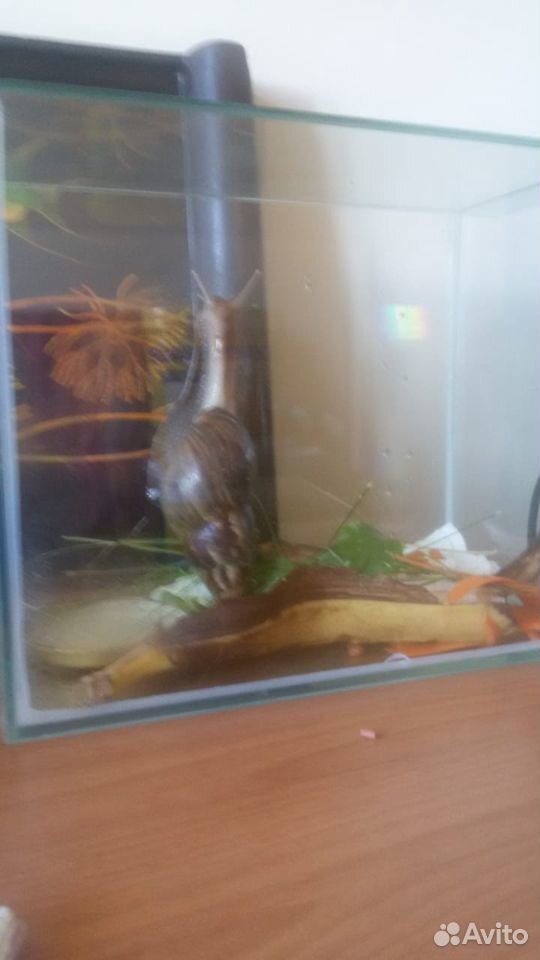 Улитка ахатина