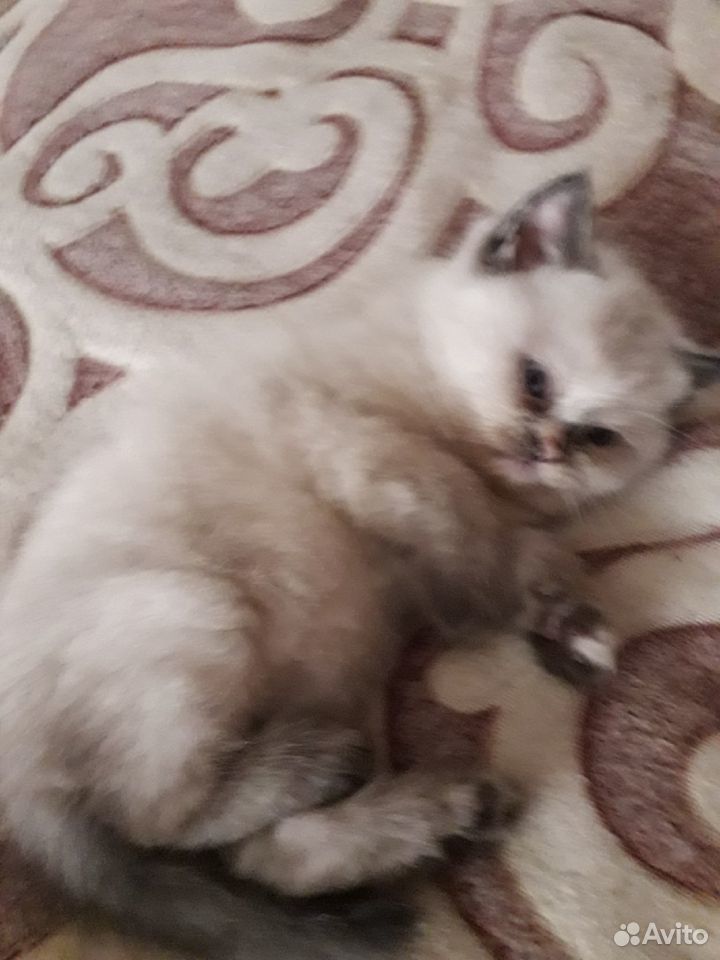 Персидский котенок