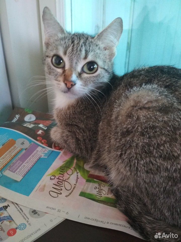 Стерилизованная мышеловка