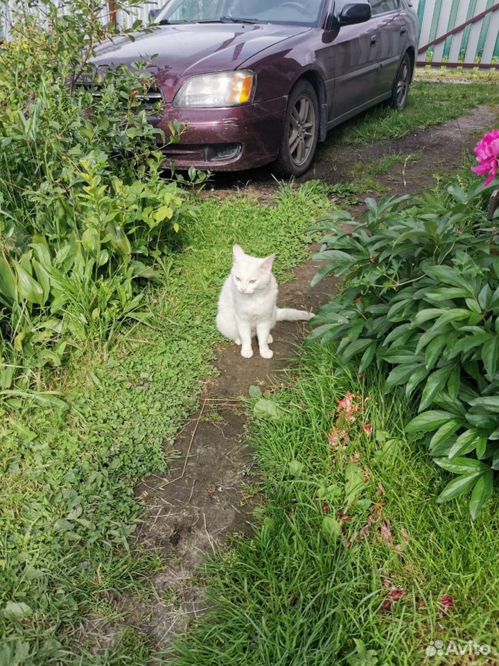 Котик-альбинос