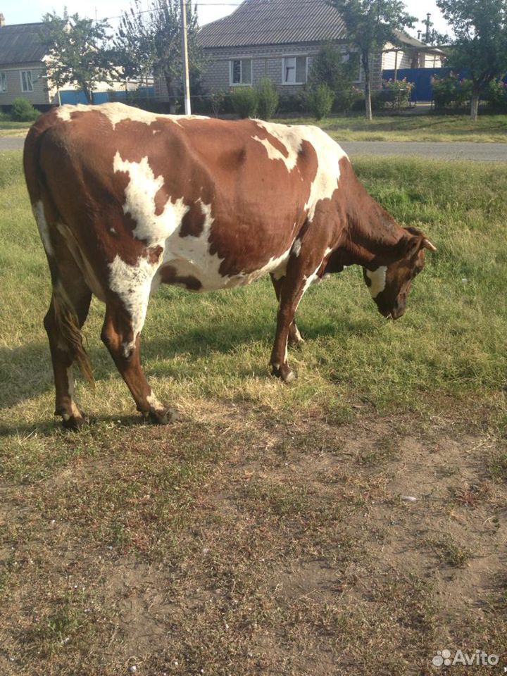 Продается стельная корова