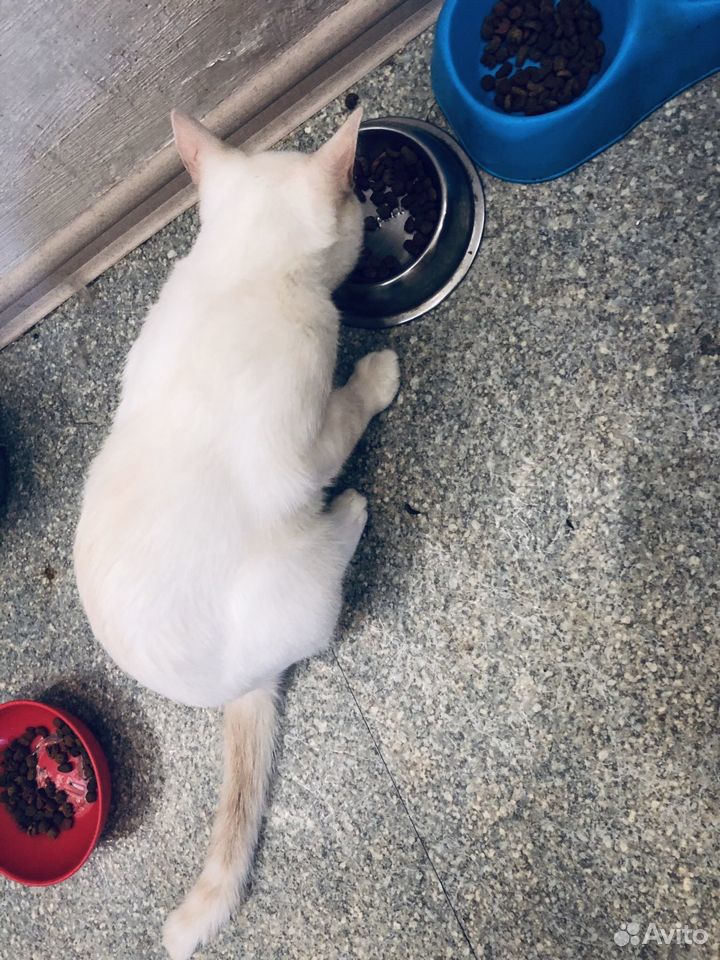 Кот и кошка