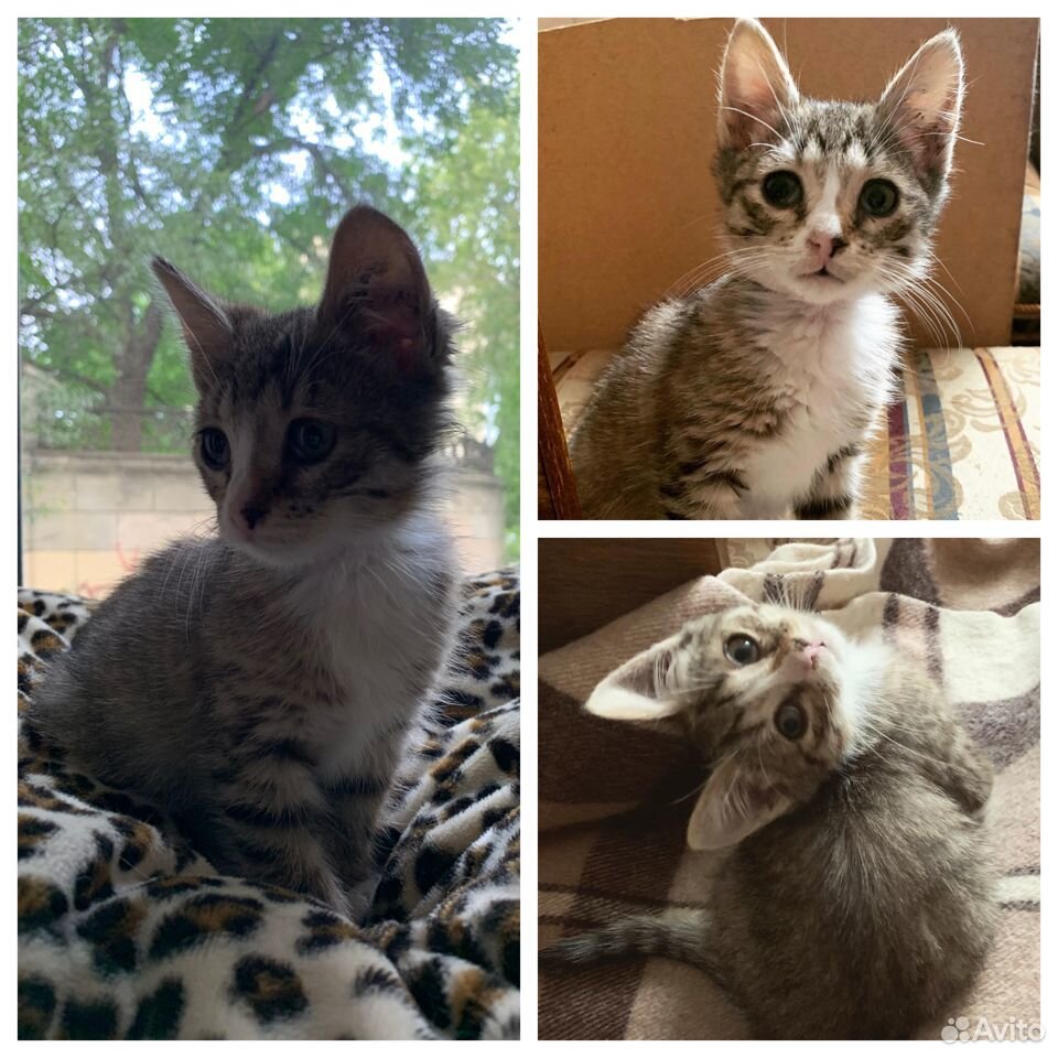 Котёнок ищет любящую семью